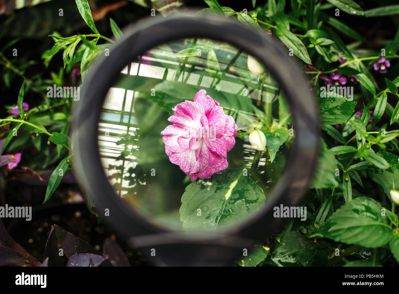 Magnifying Glass Pattern Stock Photos & Magnifying Glass Pattern Stock ...