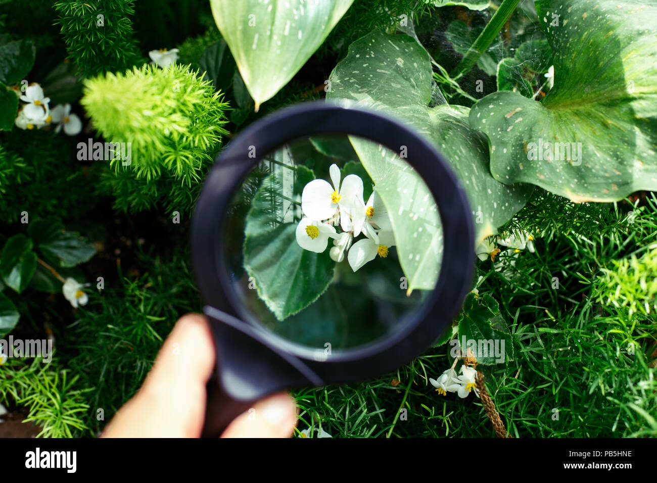 Flower in magnifying glass hi-res stock photography and images - Alamy