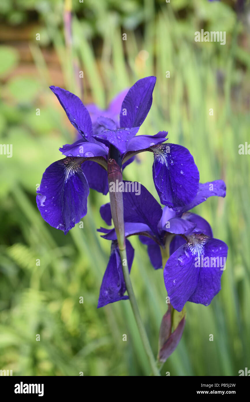 Siberian iris raindrops hi-res stock photography and images - Alamy