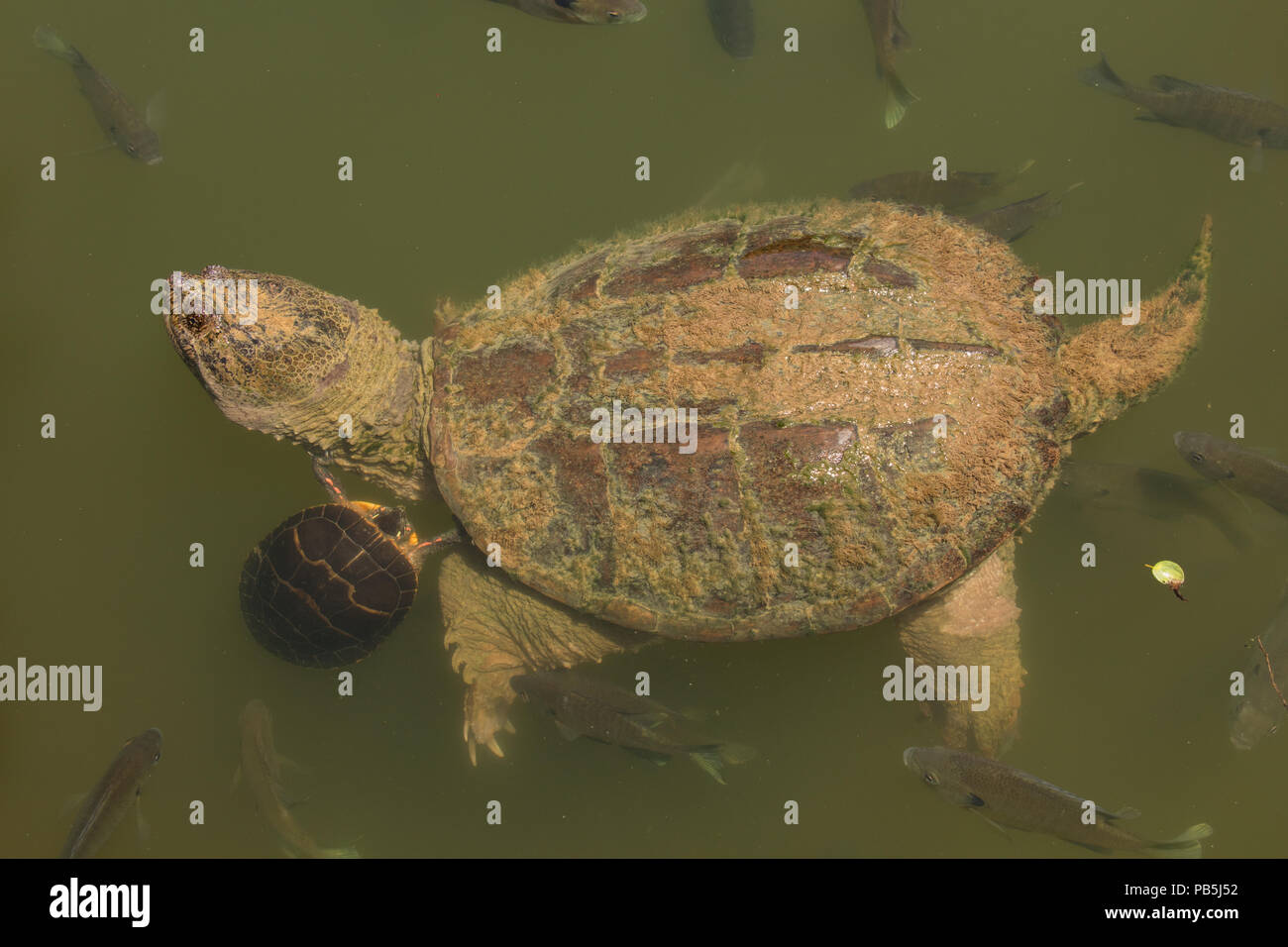 snapping turtle, Chelydra serpentina, and painted turtle Chrysemys ...