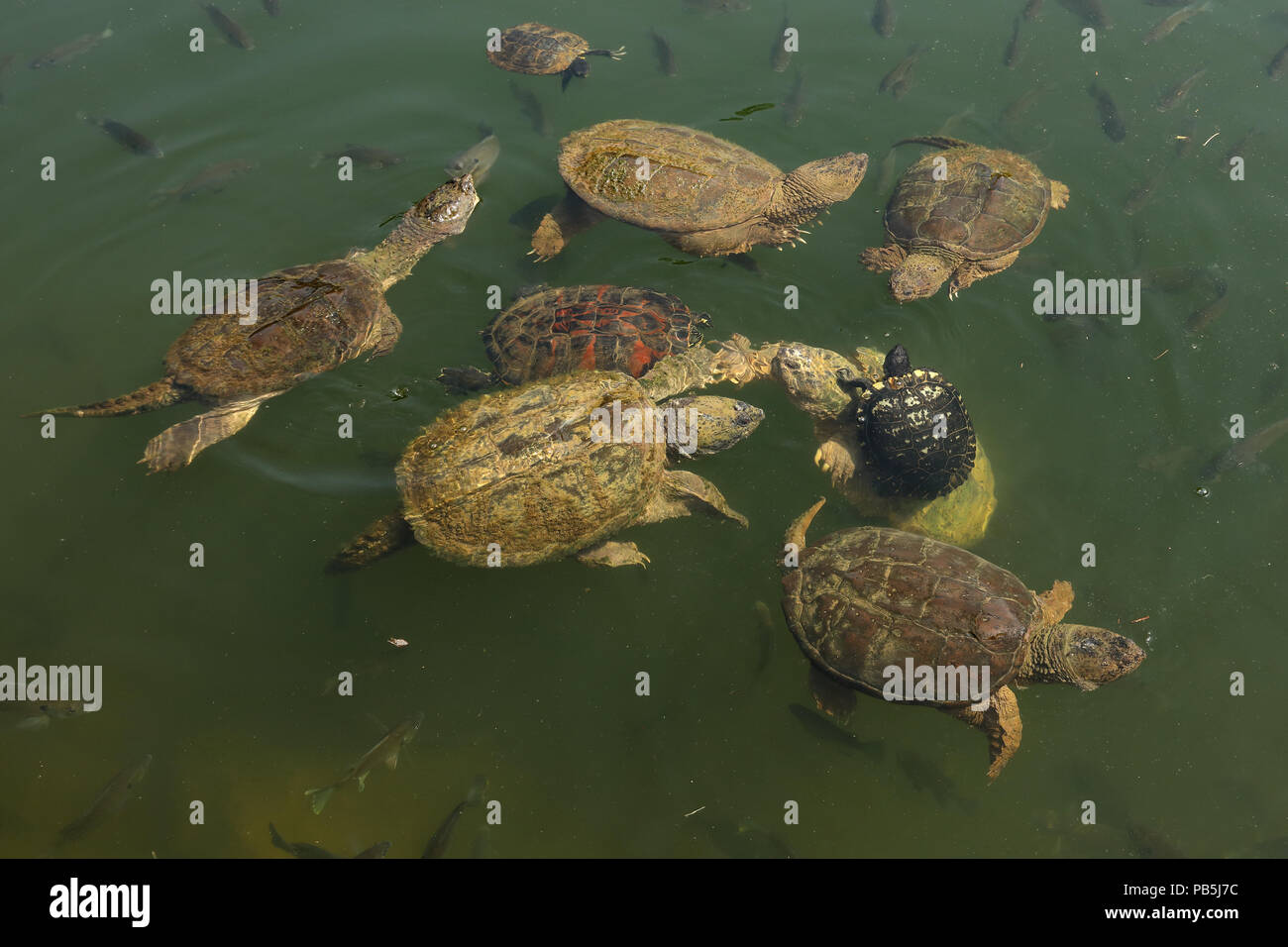 snapping turtles, Chelydra serpentina, red-eared sliders and river ...