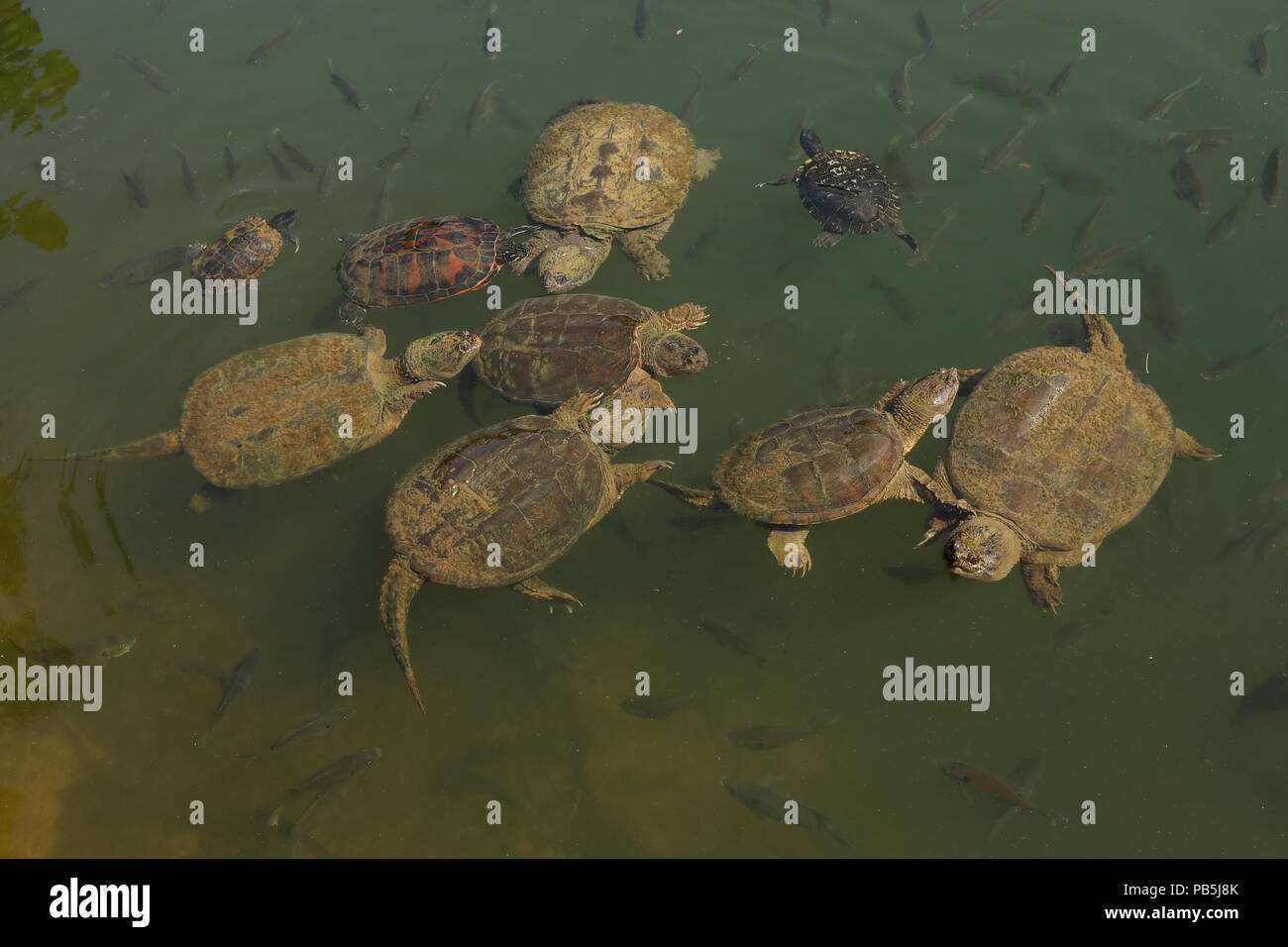 Snapping turtles mating hi-res stock photography and images - Alamy