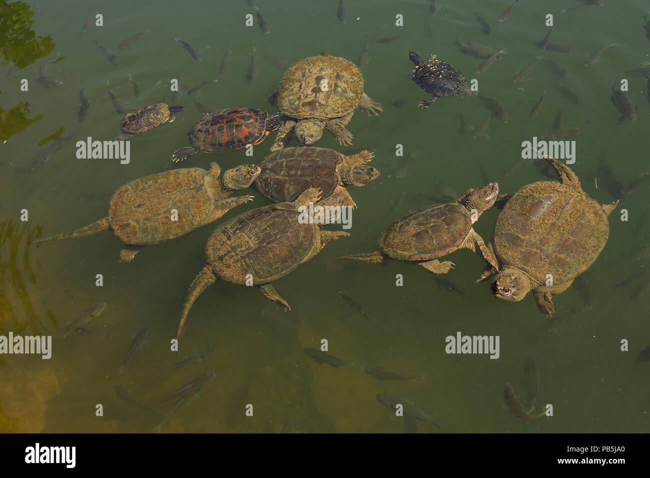 Common cooter hi-res stock photography and images - Alamy