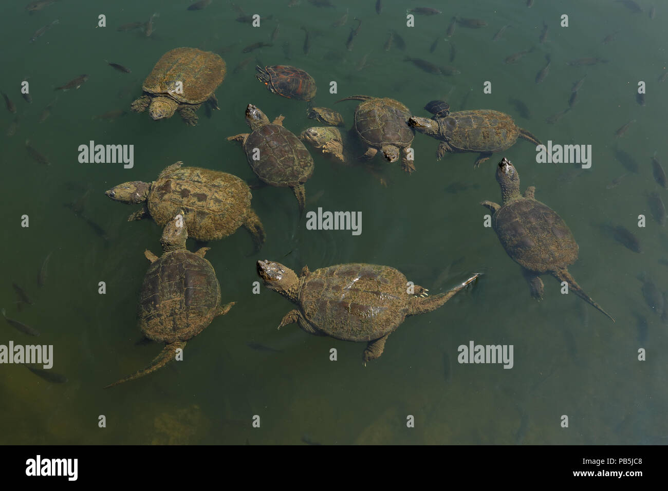 snapping turtles, Chelydra serpentina, painted turtle, red-eared ...