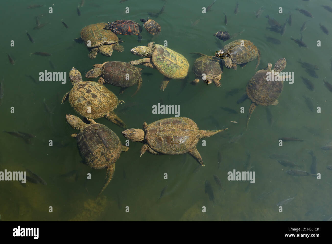 Snapping turtles mating hi-res stock photography and images - Alamy