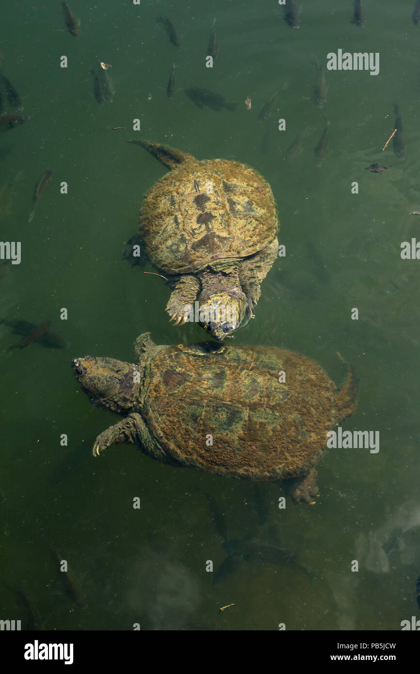 Snapping turtles mating hi-res stock photography and images - Alamy