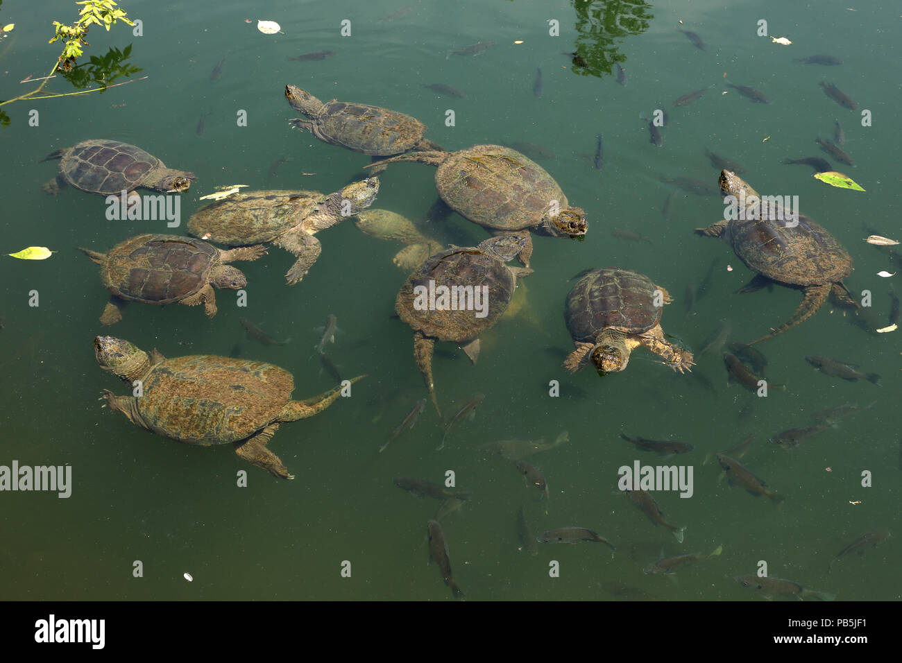 Snapping turtles mating hi-res stock photography and images - Alamy