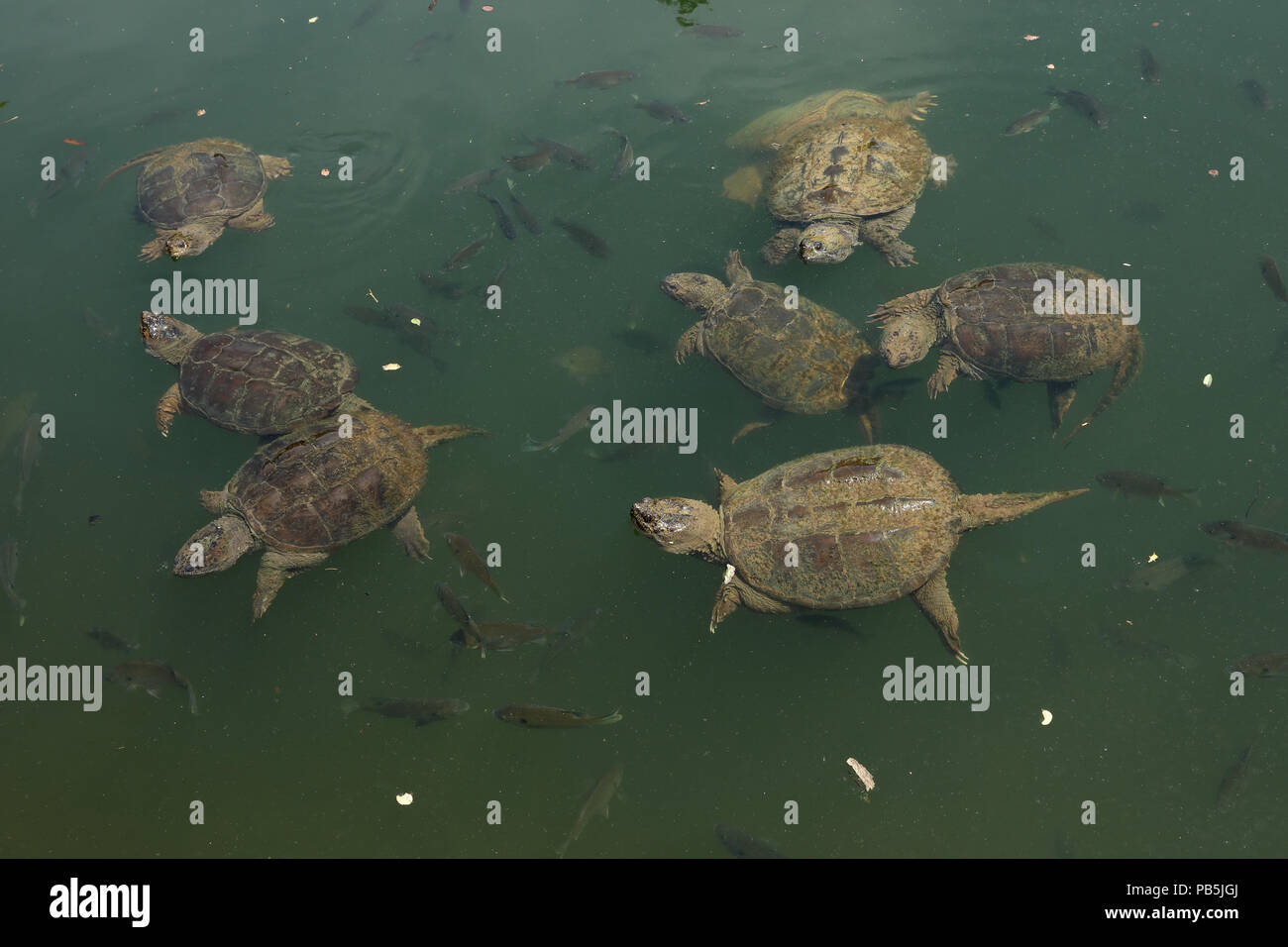 Snapping turtles mating hi-res stock photography and images - Alamy