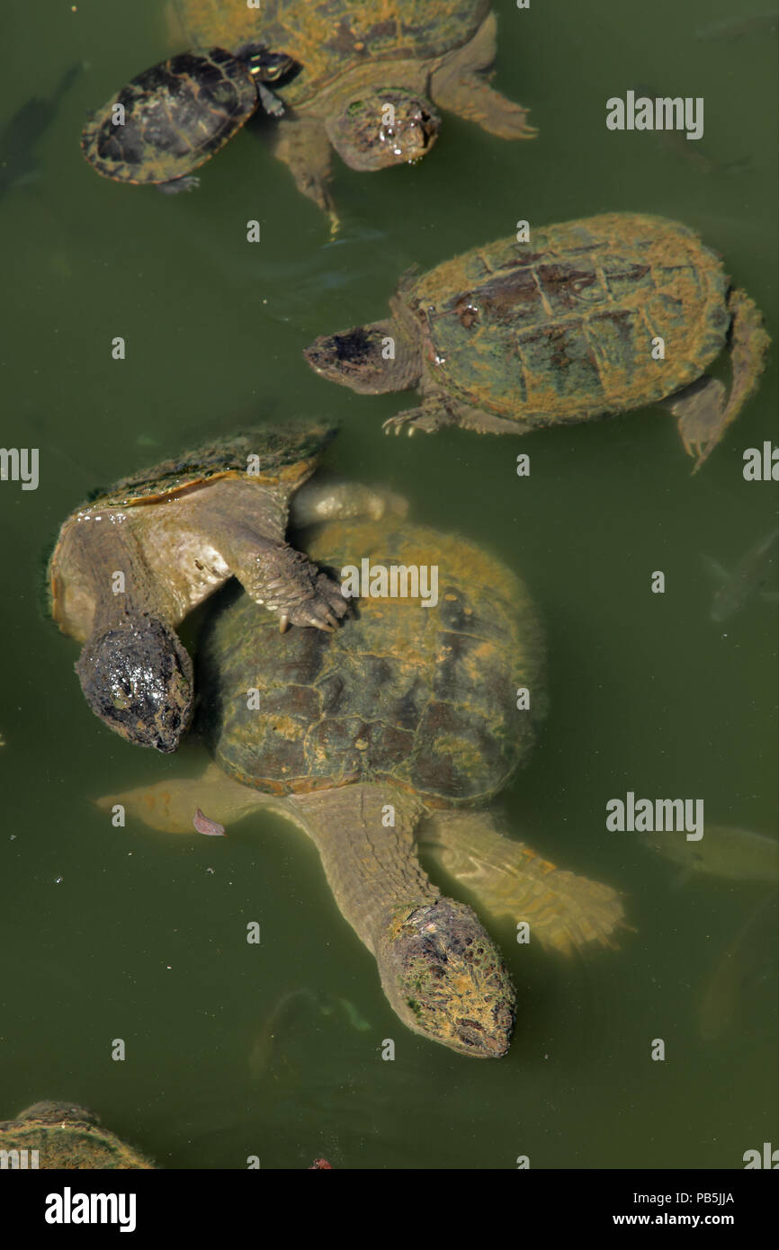 snapping turtles, Chelydra serpentina, mating, painted turtle ...