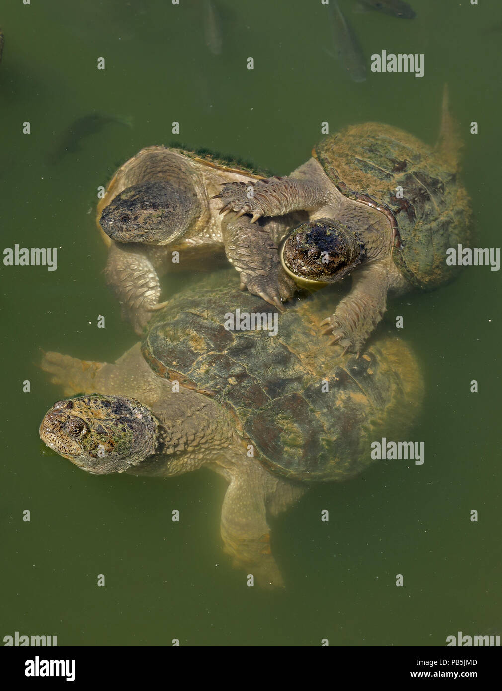 Female with group of males hi-res stock photography and images - Alamy