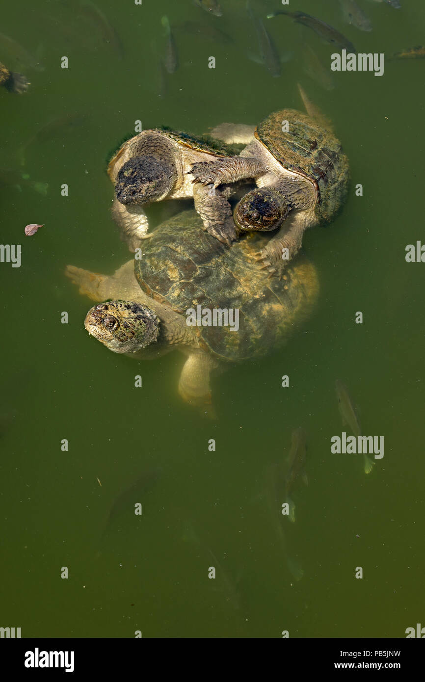 Snapping turtles mating hi-res stock photography and images - Alamy