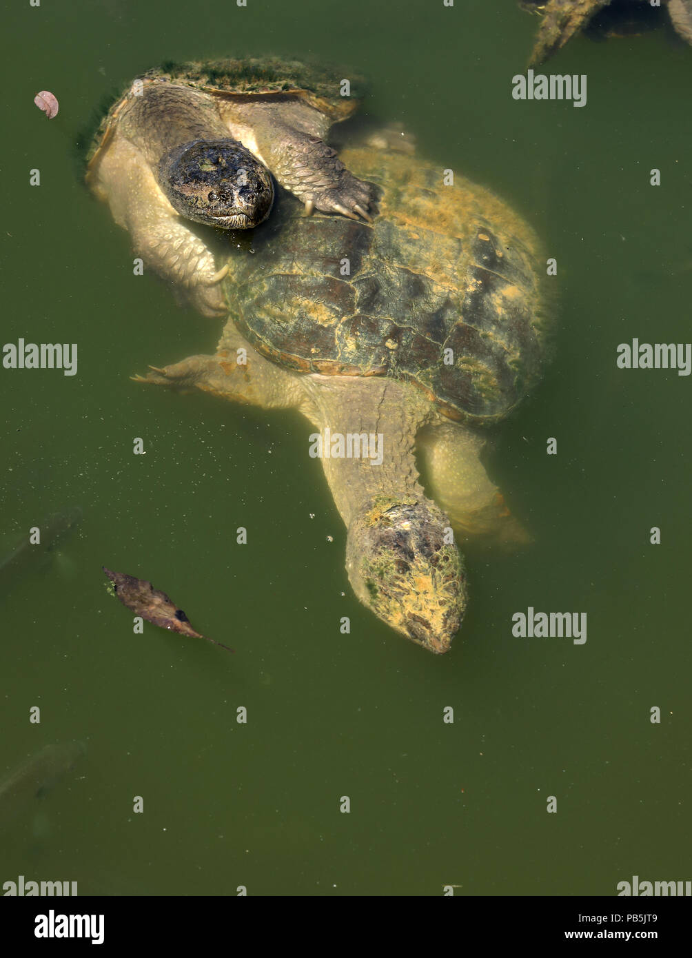 Bale of turtles hi-res stock photography and images - Alamy