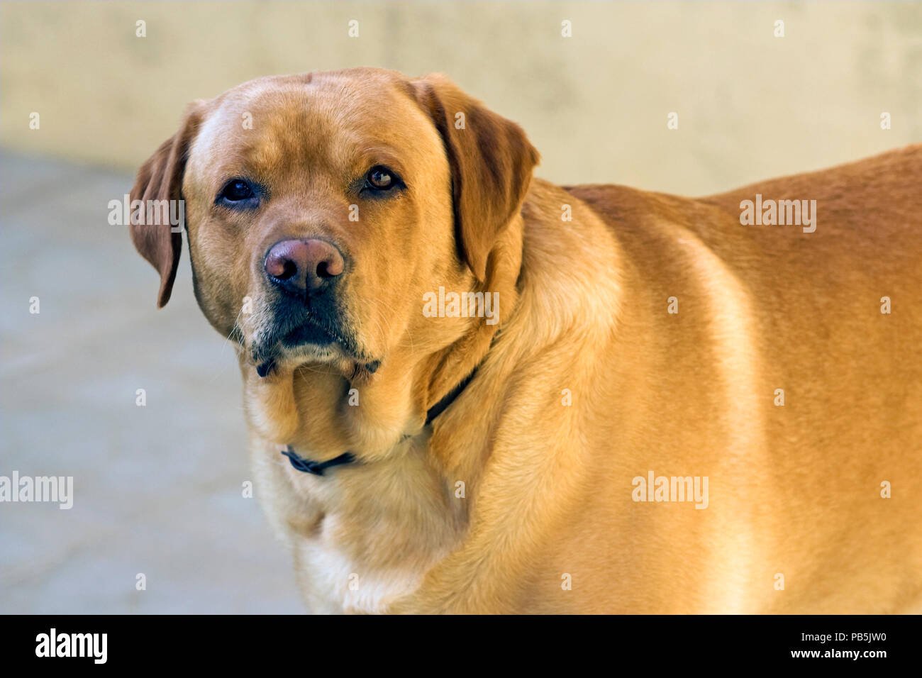 Niño animal hi-res stock photography and images - Alamy