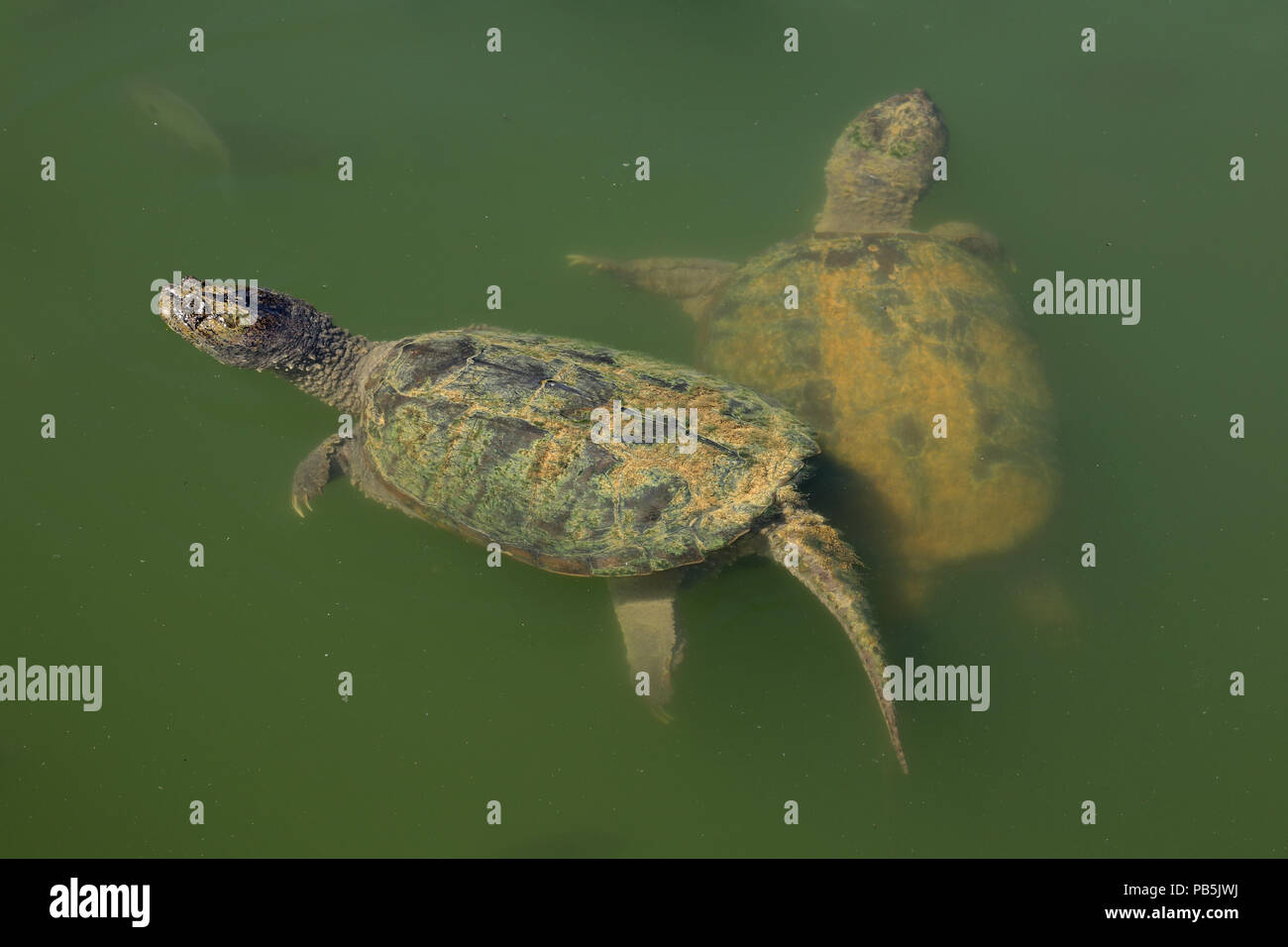 Snapping turtles mating hi-res stock photography and images - Alamy