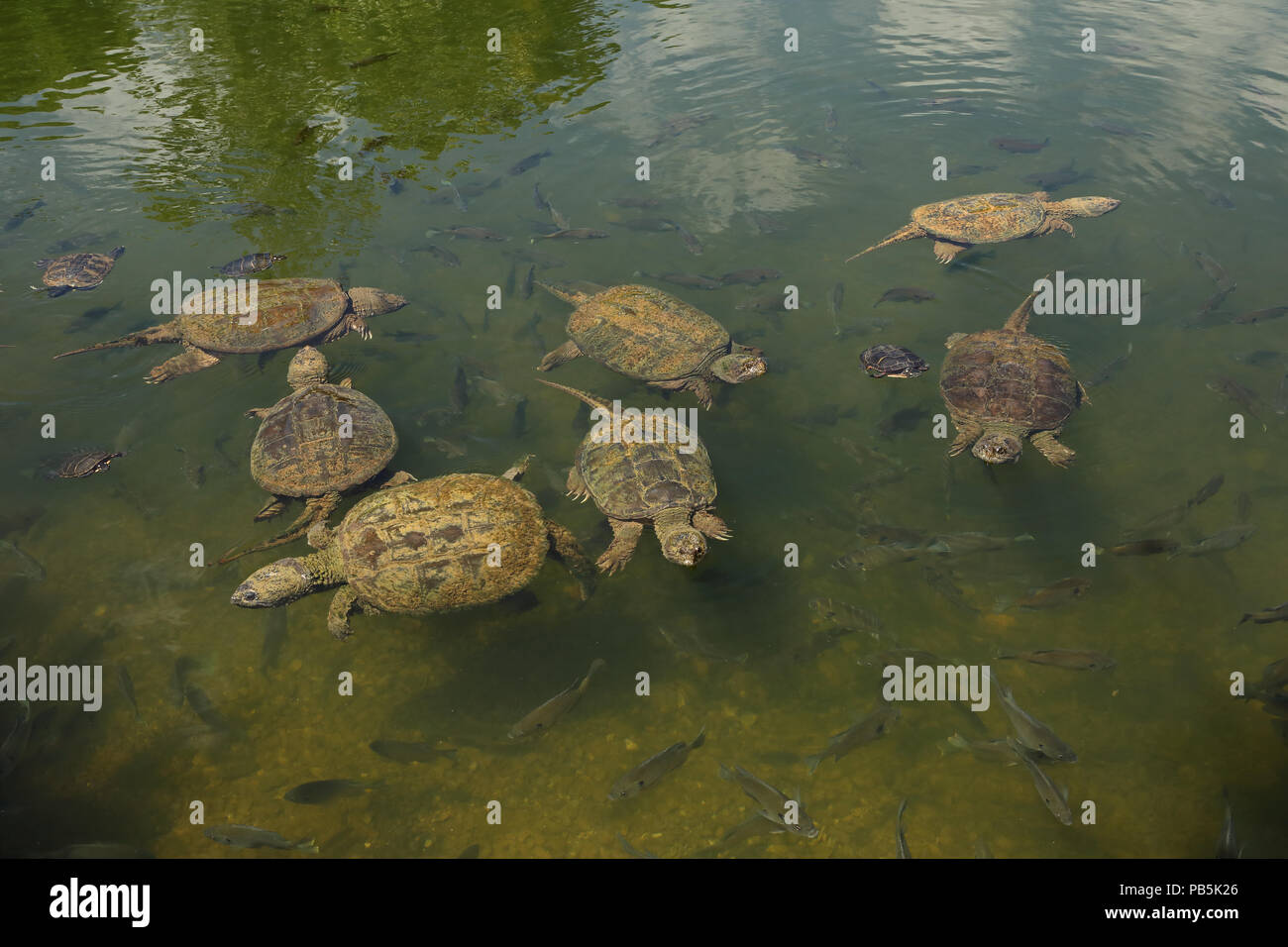 Snapping turtles mating hi-res stock photography and images - Alamy