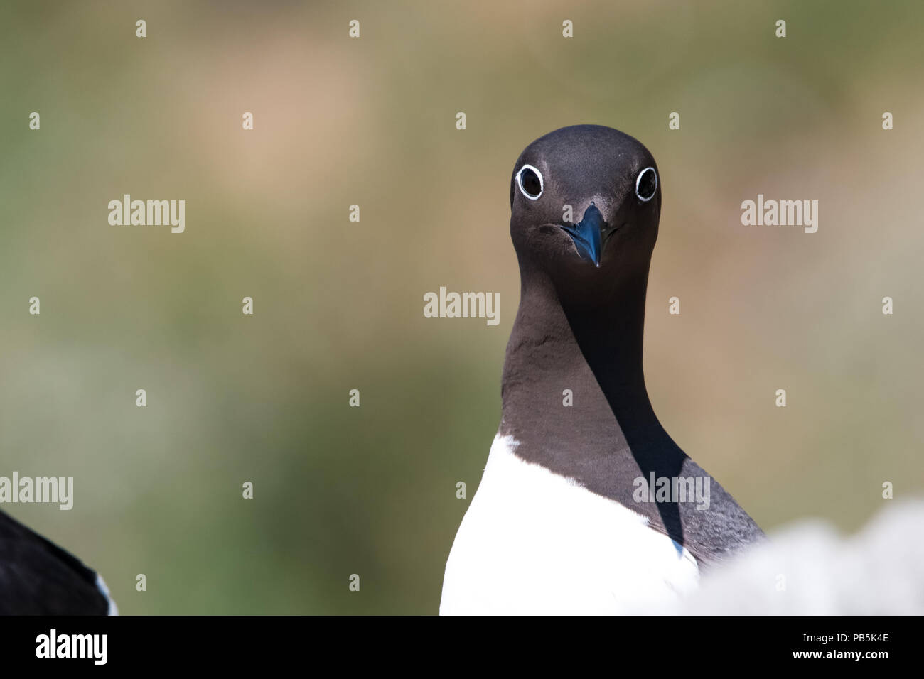 Aves de escocia hi-res stock photography and images - Alamy