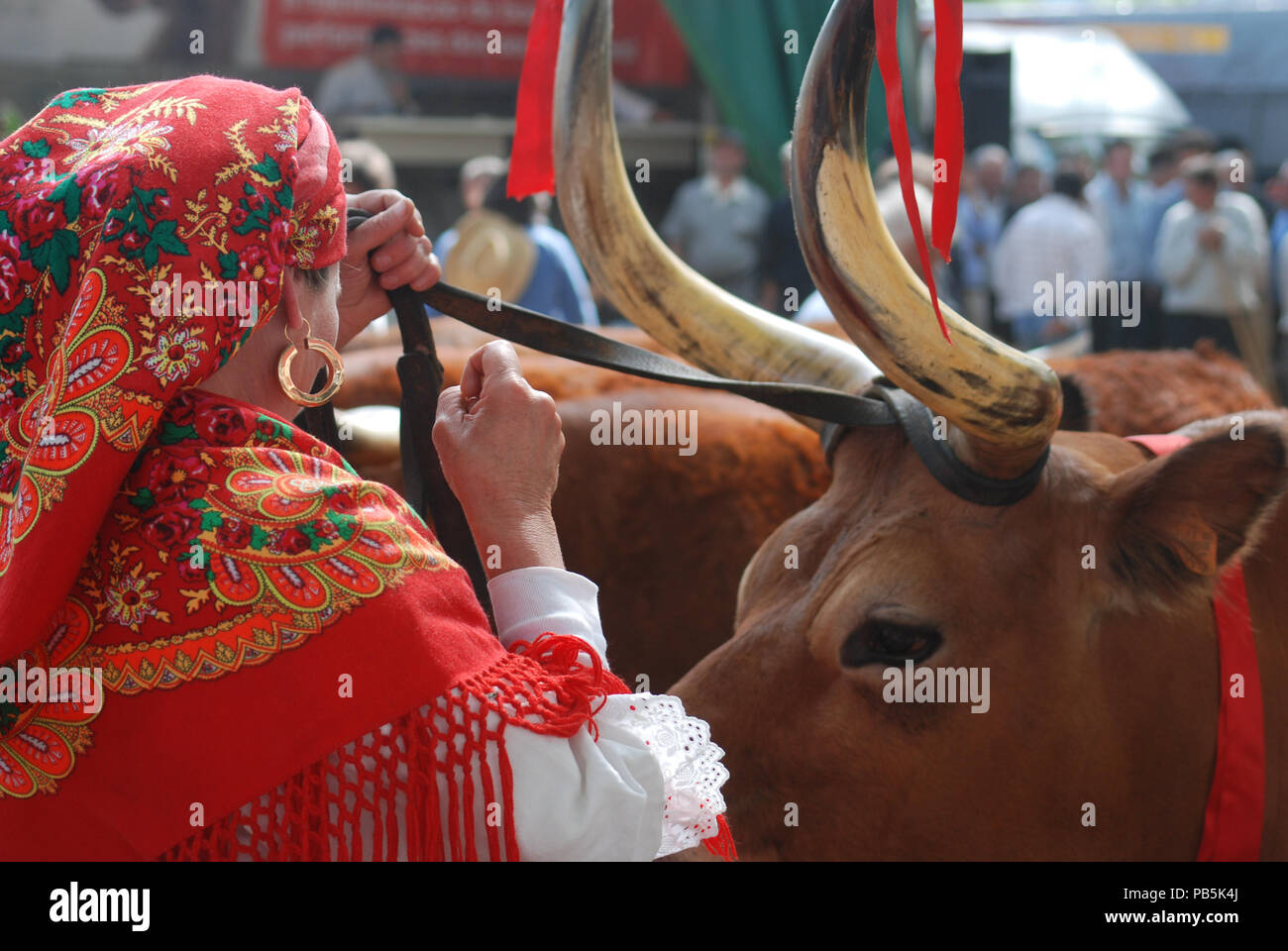 Portuguese woman (Minhota) with local cattle breed Stock Photo - Alamy