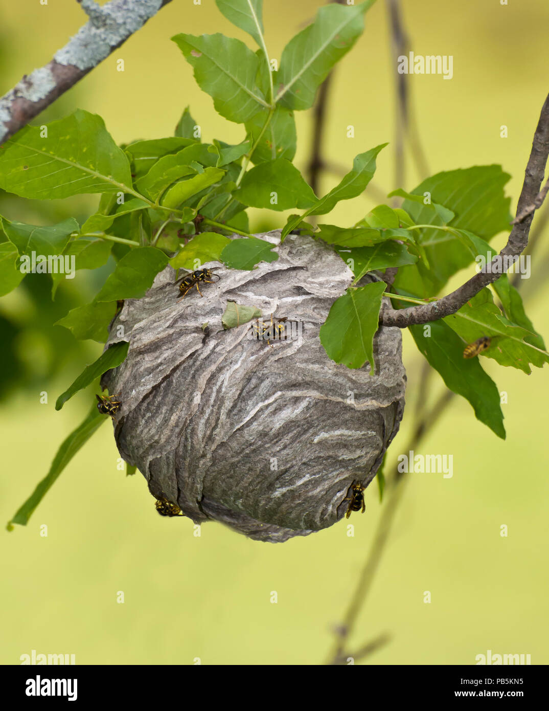 Aerial Yellowjacket Nest