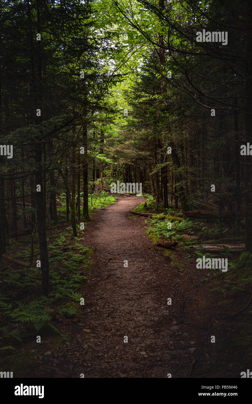 Pine woods in north carolina hi-res stock photography and images - Alamy