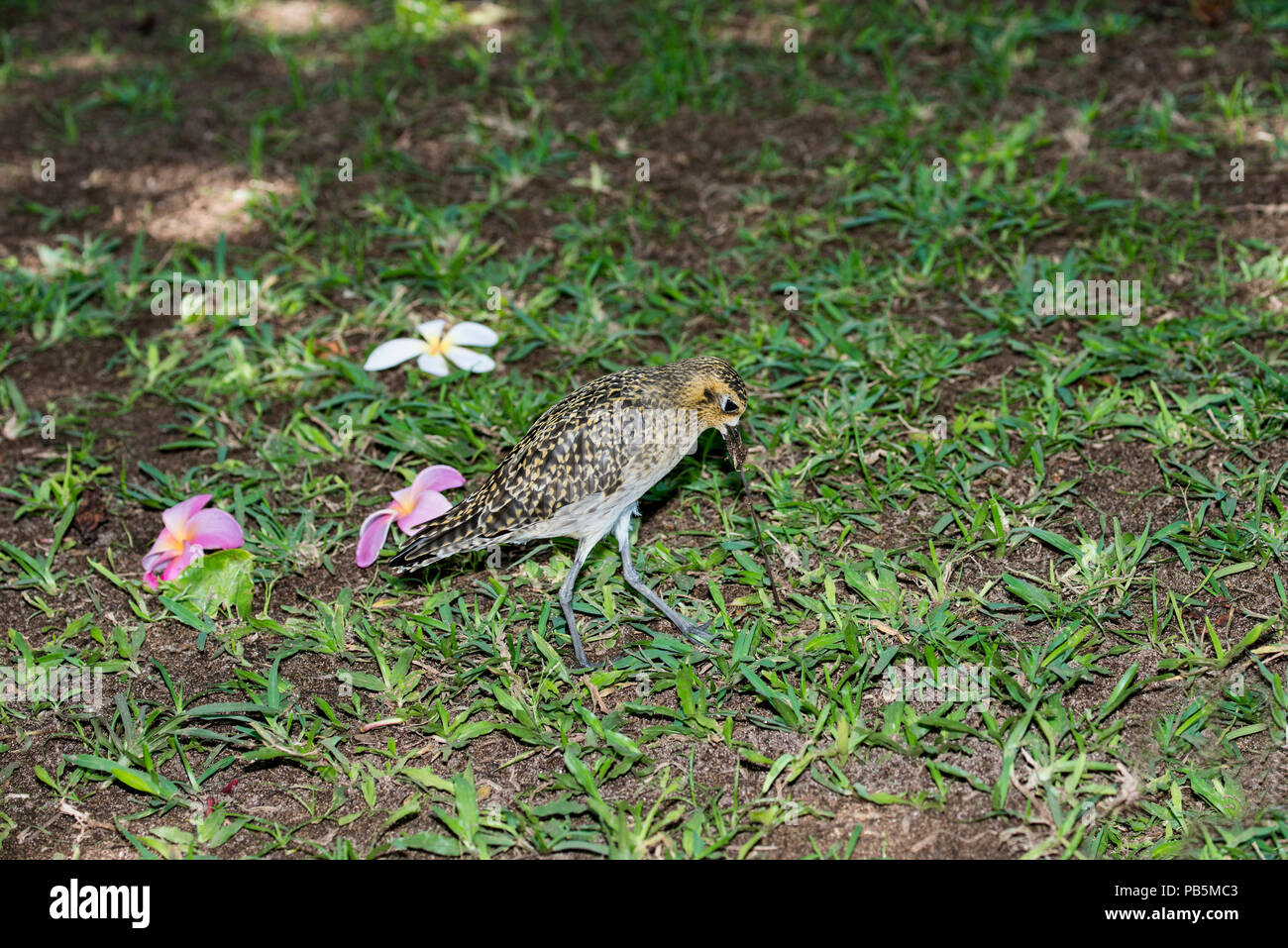 Bird pulling worm hi-res stock photography and images - Alamy