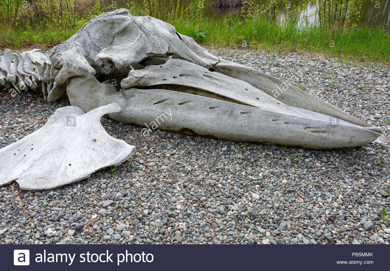 Whale Vertebrae High Resolution Stock Photography and Images - Alamy