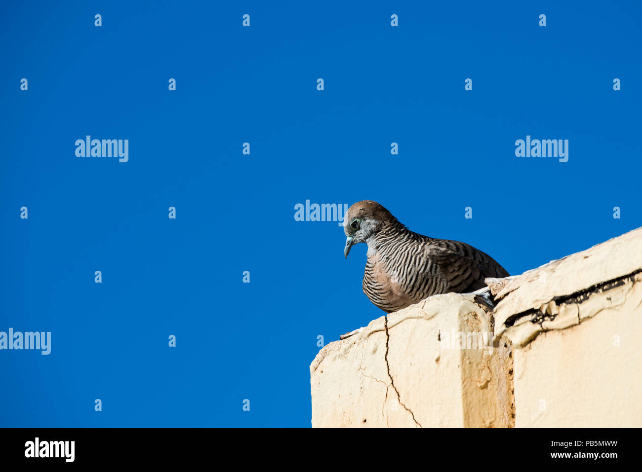 Maui, Hawaii. Zebra Dove; Geopelia striata sitting on rooftop Stock ...
