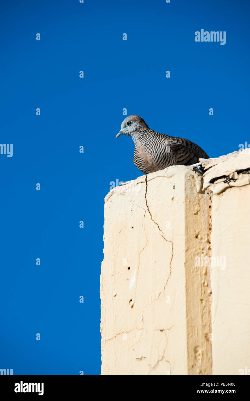 Maui, Hawaii. Zebra Dove; Geopelia striata sitting on rooftop Stock ...