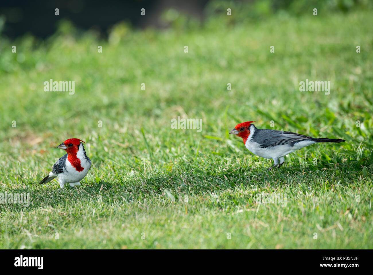 Cardinal pair hi-res stock photography and images - Alamy