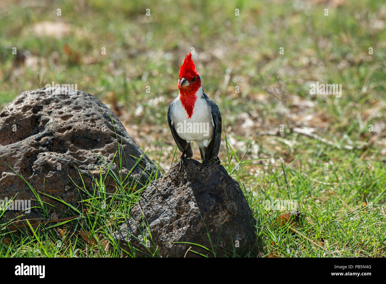 Maui, Hawaii. Red-crested cardinal, Paroaria coronata perched on a rock ...
