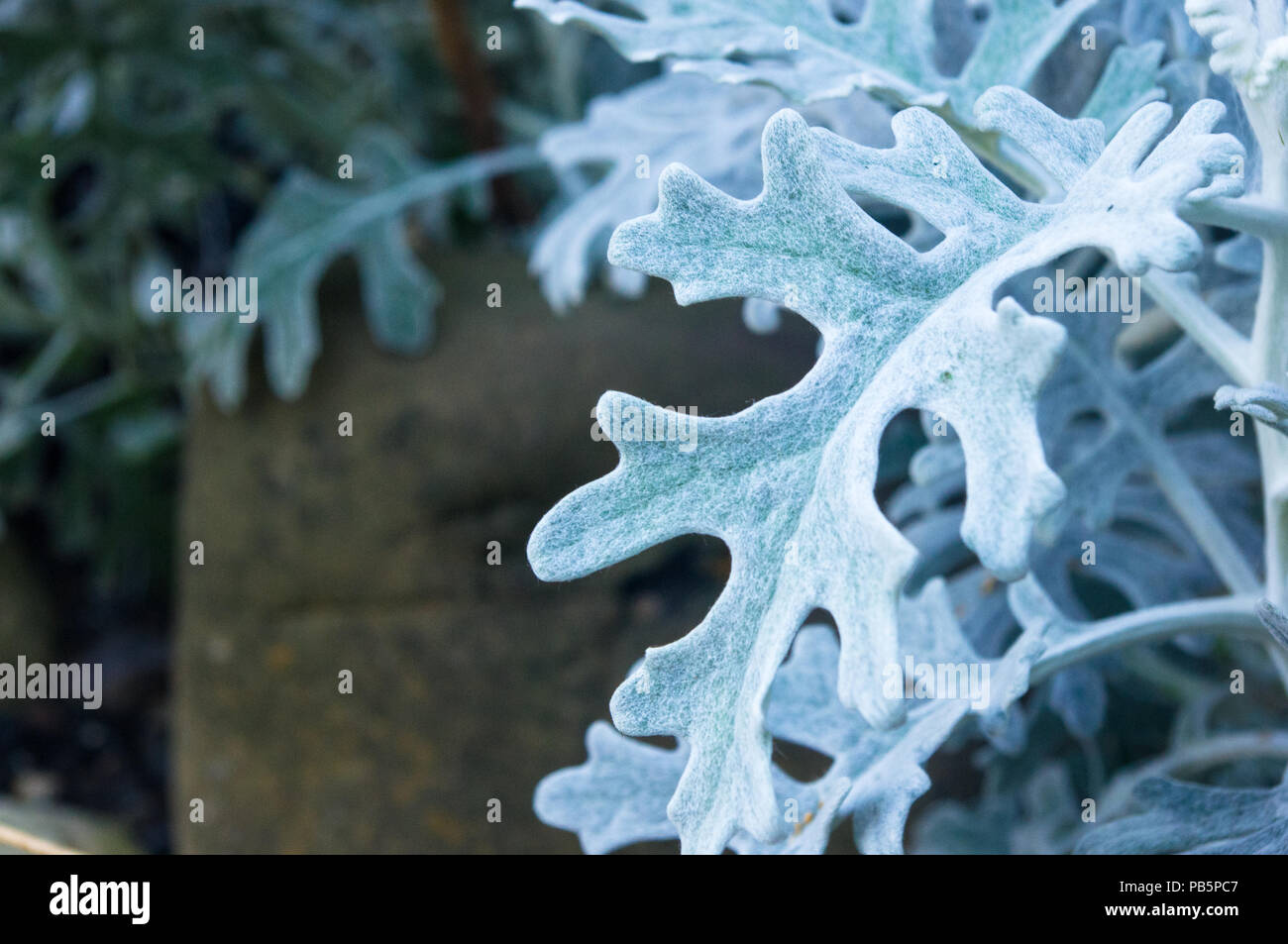 Cineraria maritima or Senecio cineraria. Dusty miller plant or Jacobaea ...