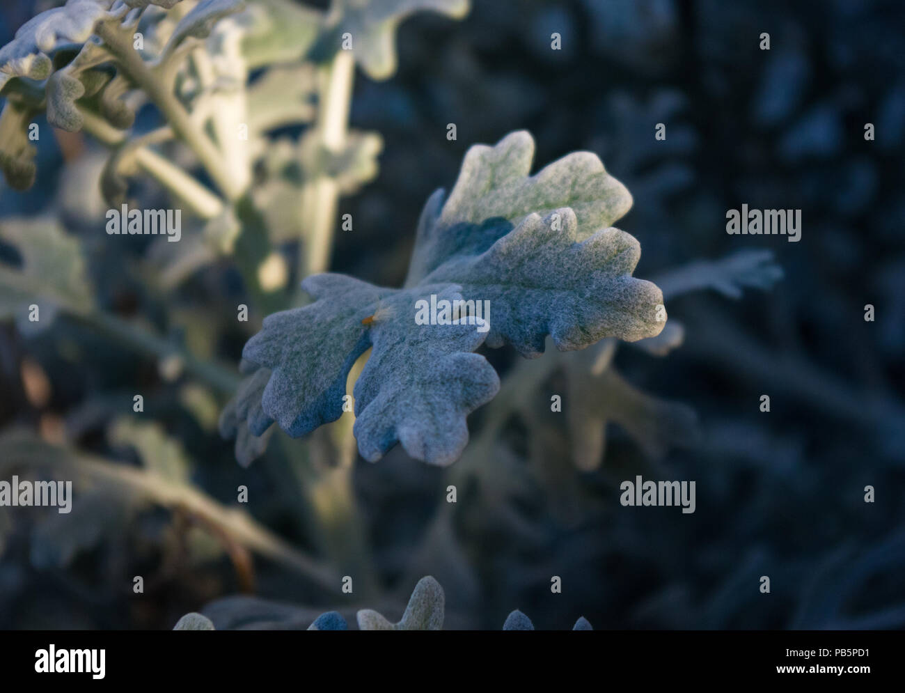 Cineraria maritima or Senecio cineraria. Dusty miller plant or Jacobaea ...