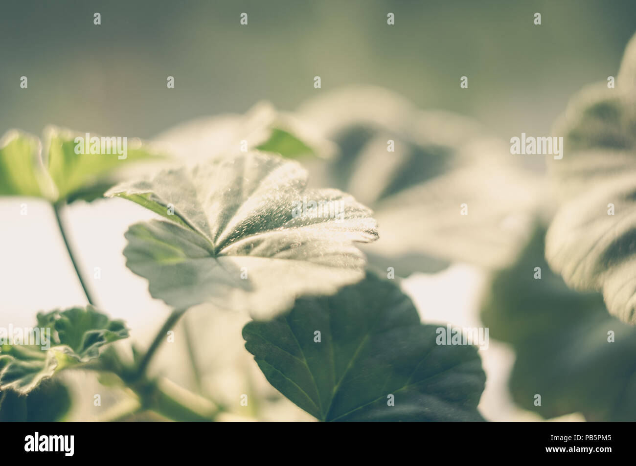 Lovely green Pelargonium Geranium leaves, tinted photo, close up Stock ...