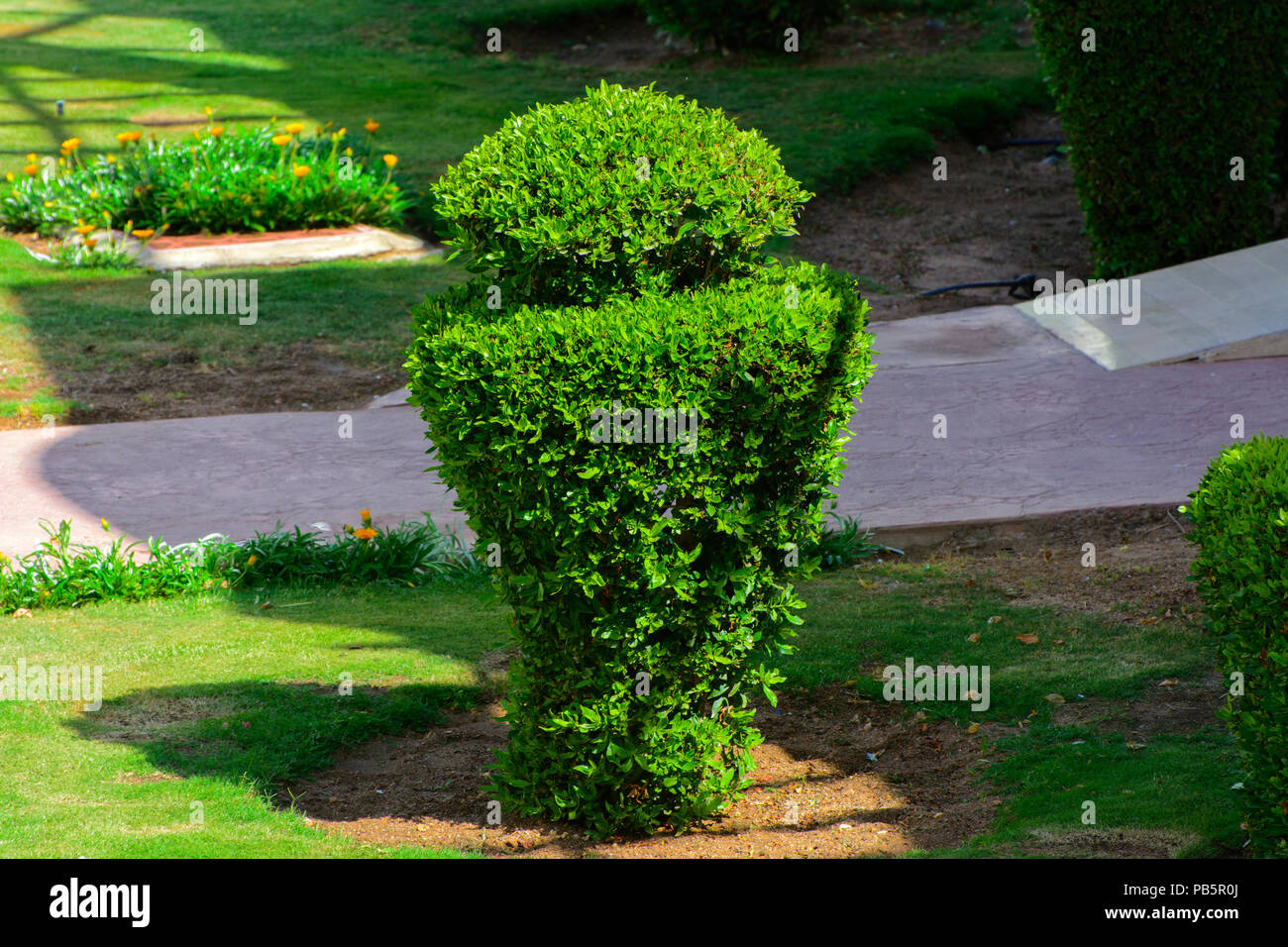Well-groomed bush of a beautifully cropped evergreen bush box-tree on a ...