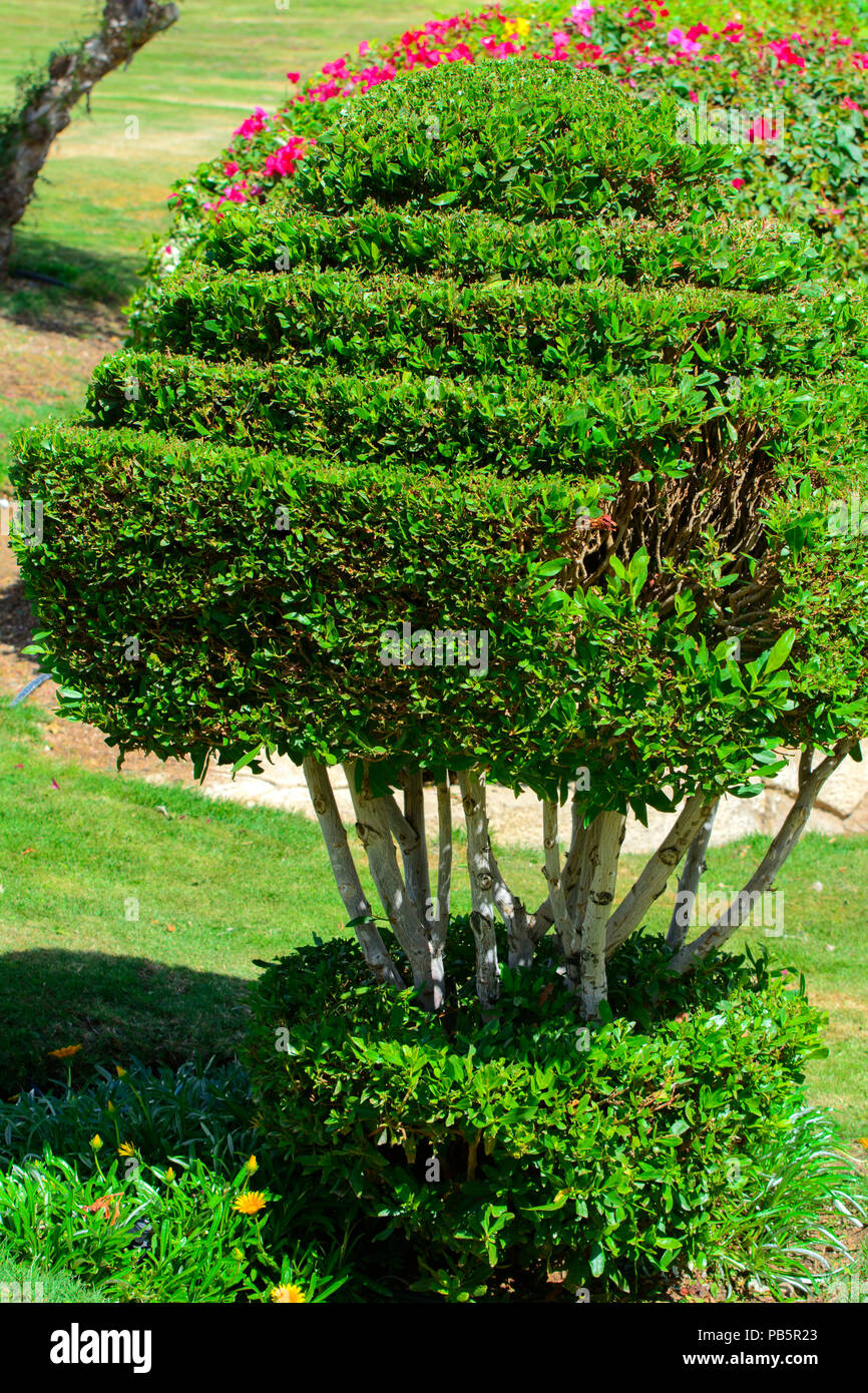 Box topiary isolated hi-res stock photography and images - Alamy