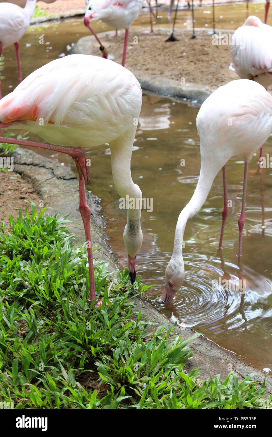 Birds long legs water hi-res stock photography and images - Alamy
