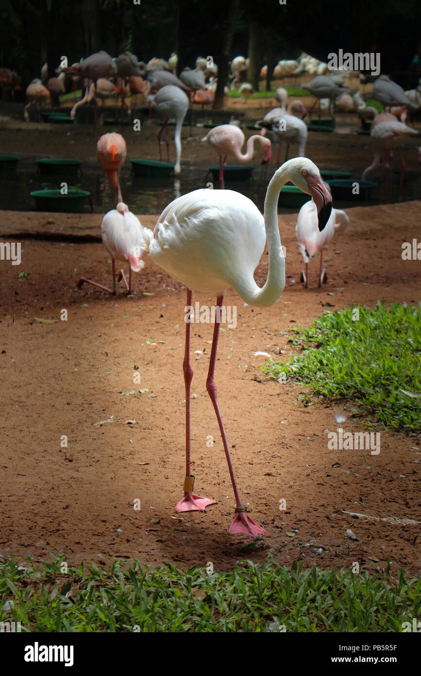 Pink flamingos in the water in Brazil South America Stock Photo - Alamy