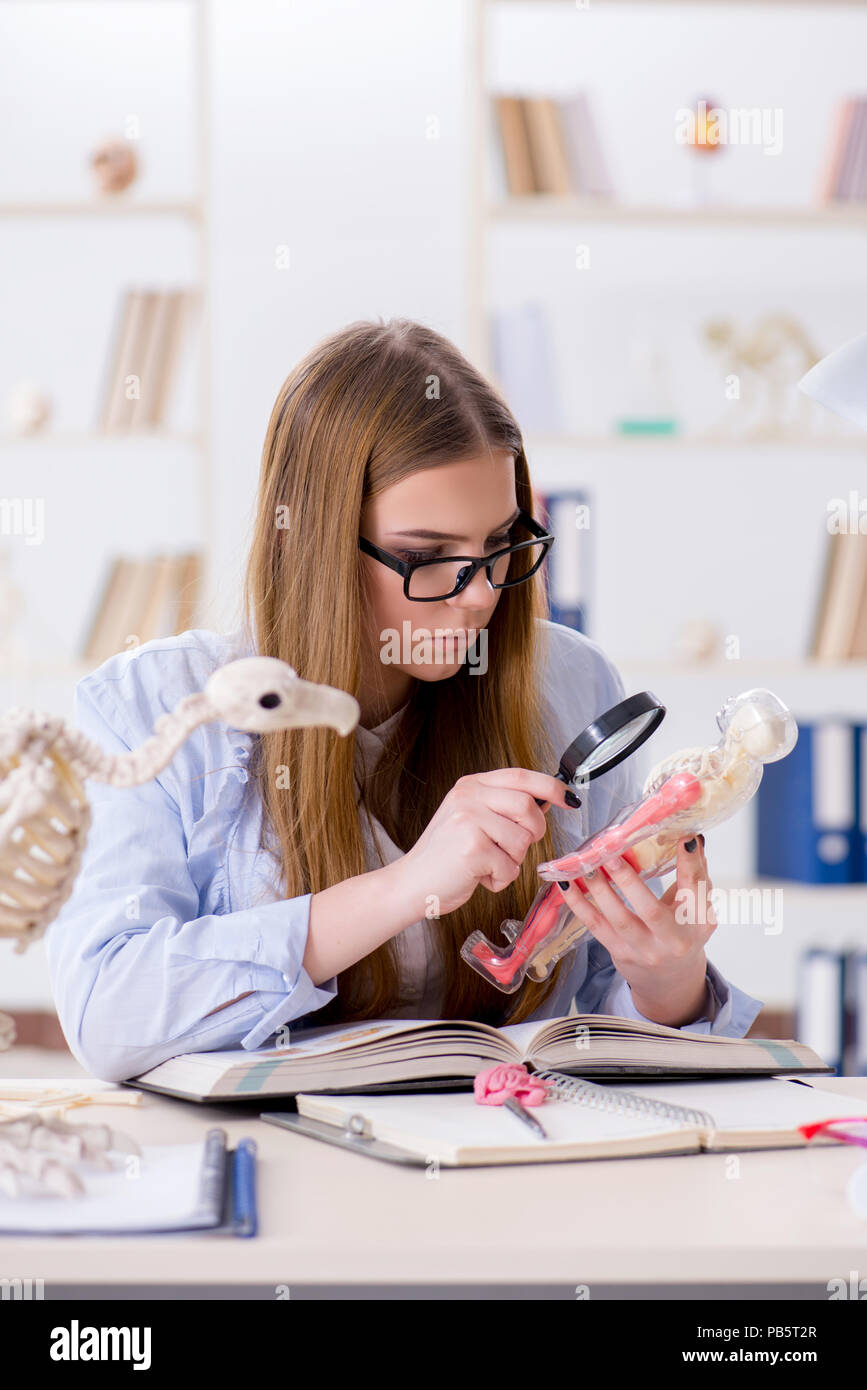Student examining animal skeleton in classroom Stock Photo - Alamy