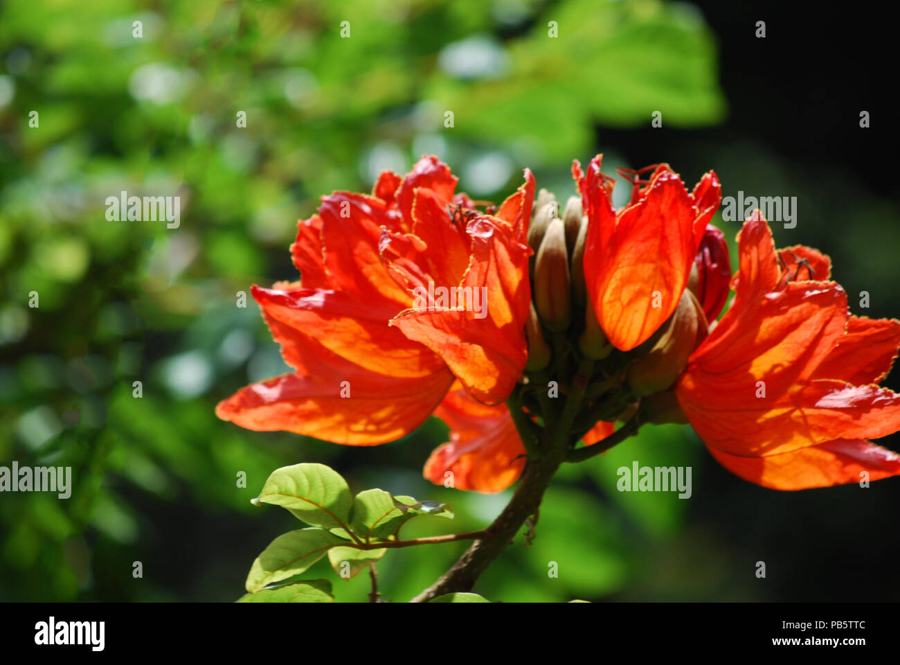 Orange blooming spathodea tree Stock Photo - Alamy