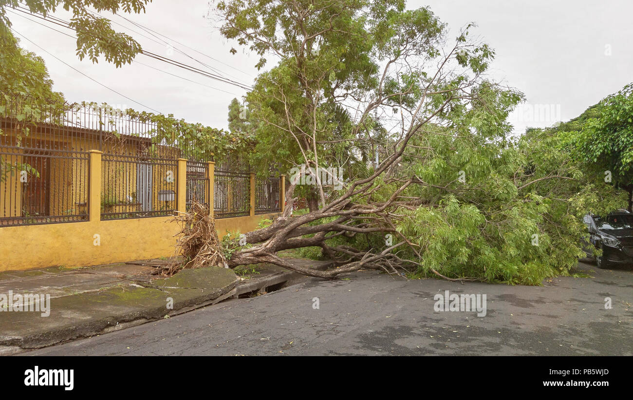 Tree fall on road after stormy weather hurricane Stock Photo - Alamy
