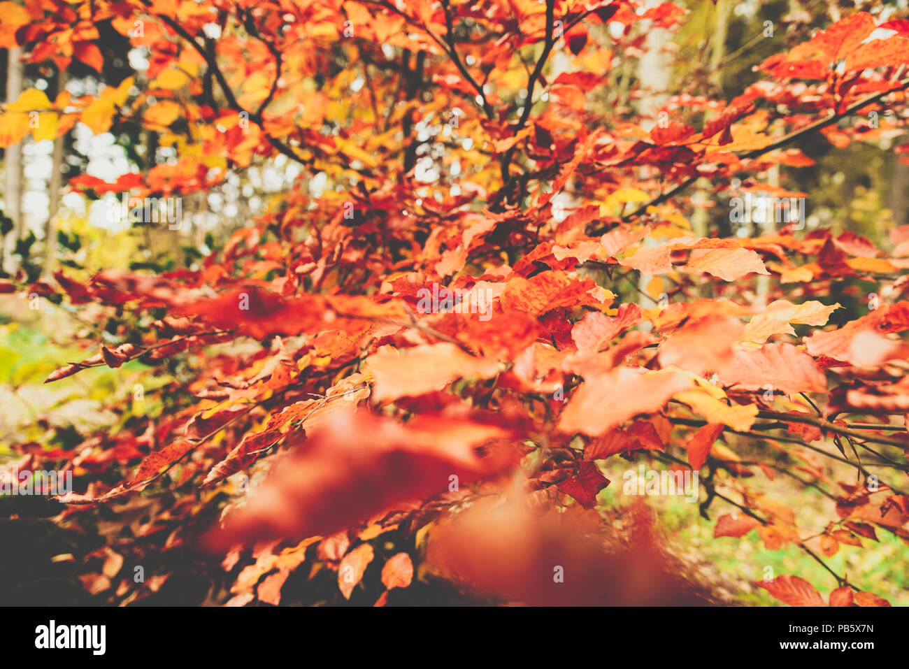 Autumn tree with red colorful leafs as close up and background showing ...