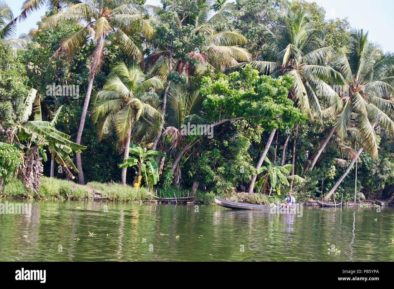 Panorama of the backwaters in rural Kerala (India) with palm trees ...