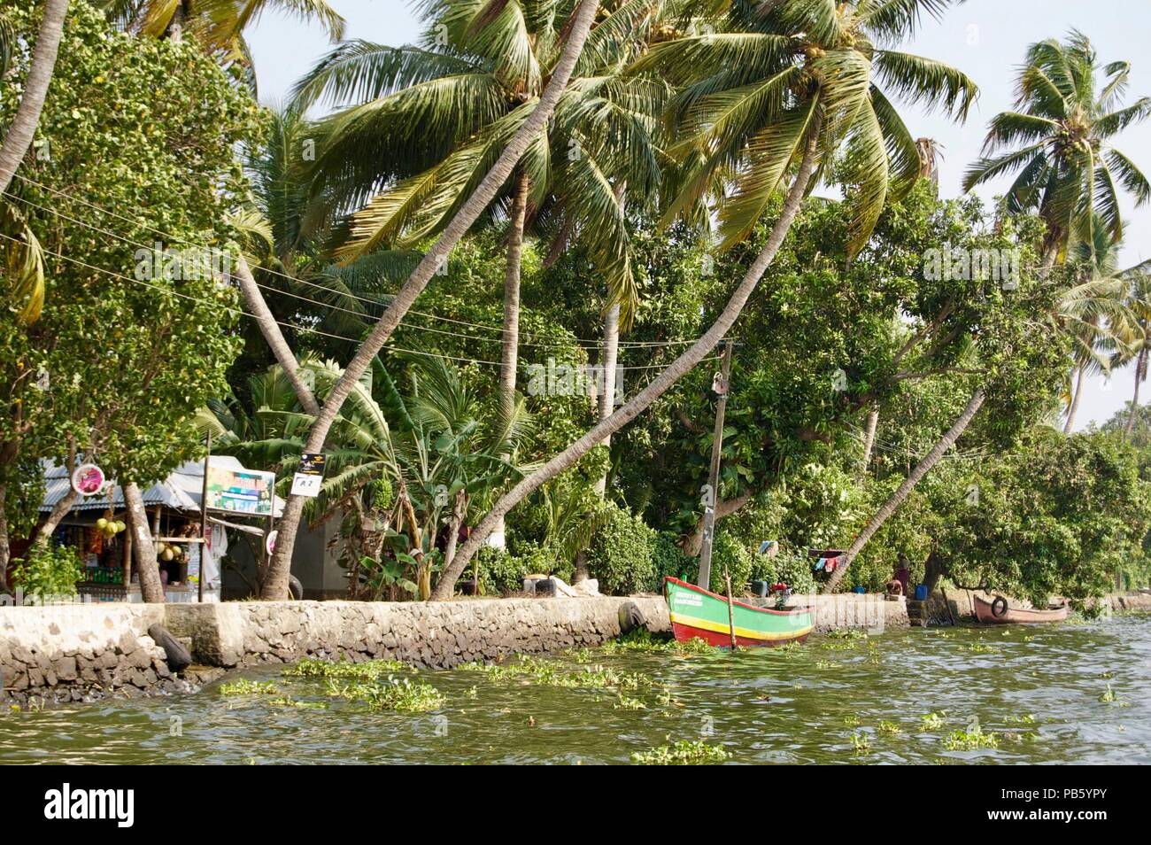 Panorama of the backwaters in rural Kerala (India) with palm trees ...