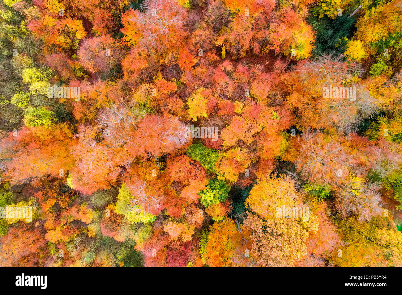Autumn forest with colorful trees and leafs from above in aerial view ...