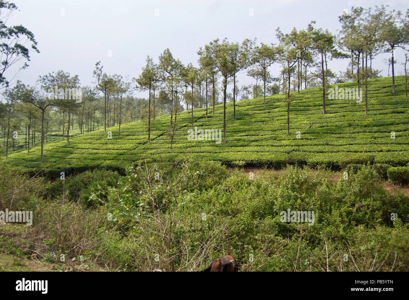 Rural india countryside hi-res stock photography and images - Alamy