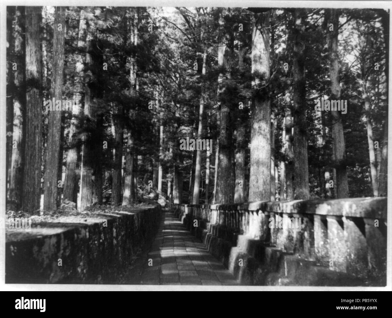 Japan natural history hi-res stock photography and images - Alamy