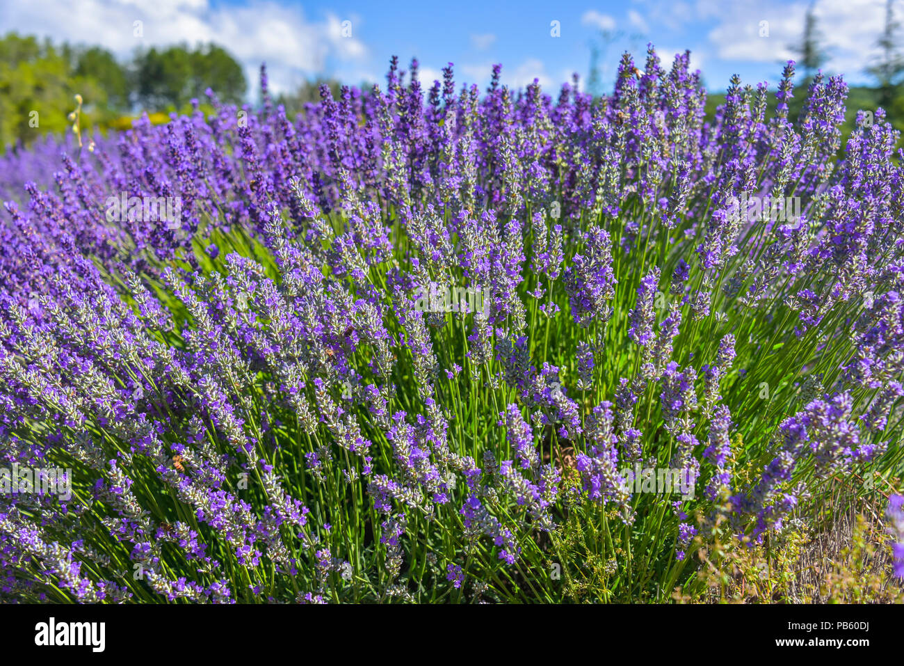 Lavender bush hi-res stock photography and images - Alamy