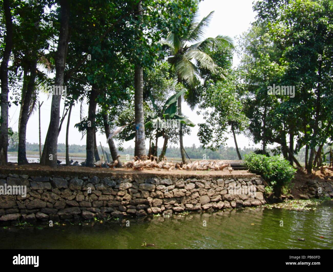 Tranquil and scenic view of Kerala in rural India close to Kochi: Brown ...
