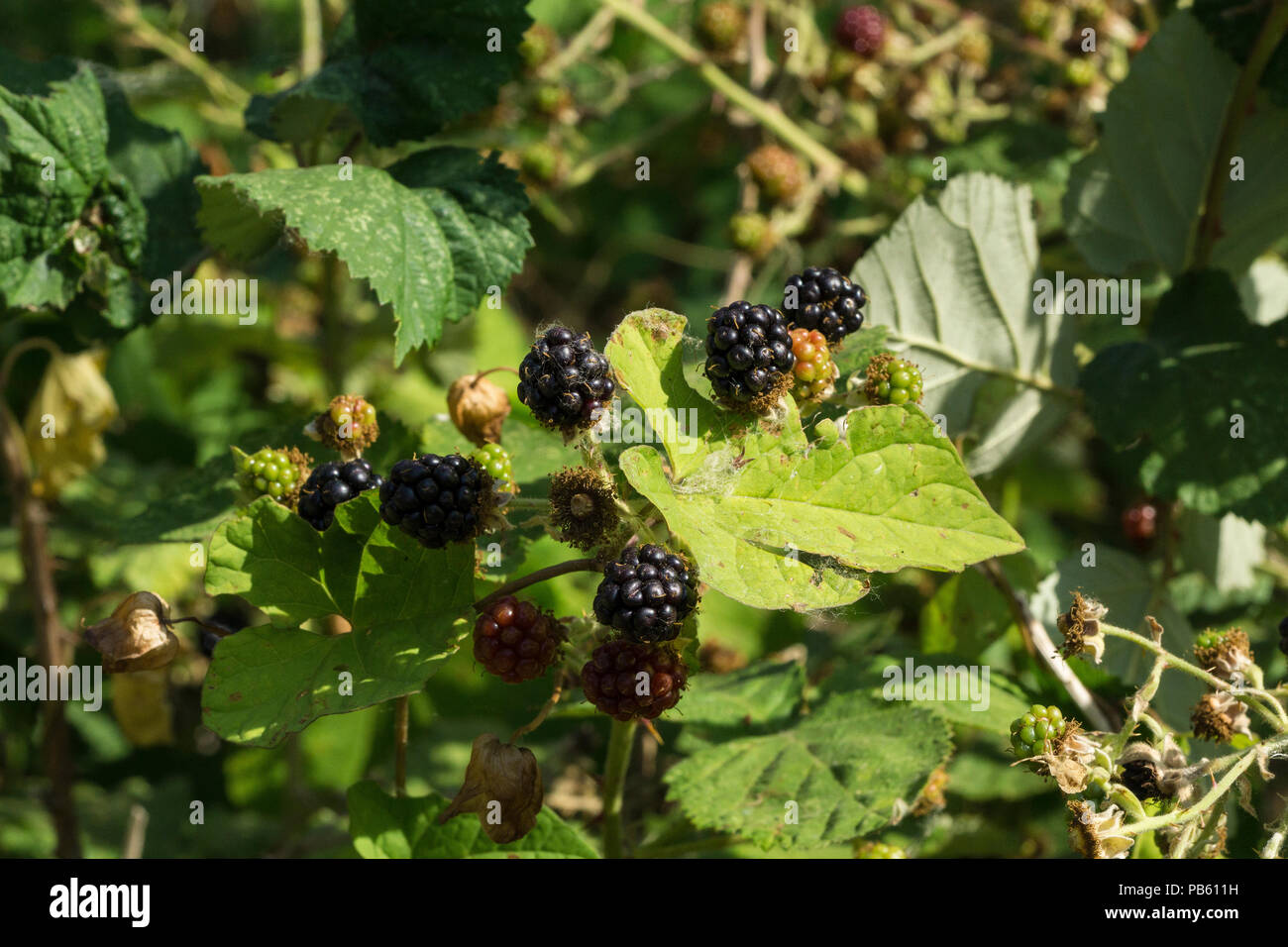 Ripe blackberries ready for picking Stock Photo - Alamy