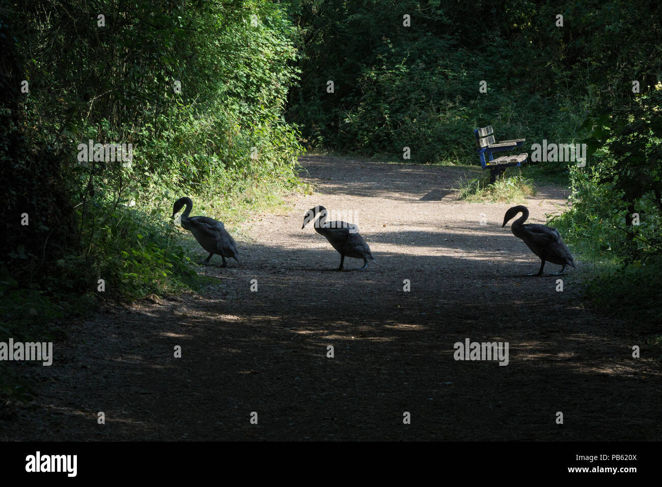 Formation of swan hi-res stock photography and images - Alamy