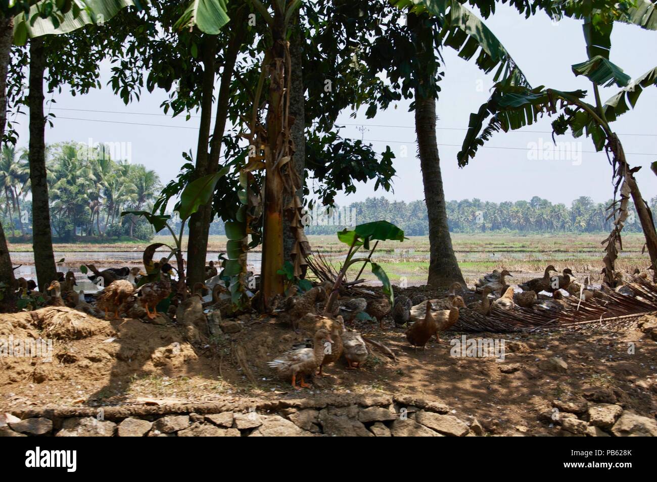 Tranquil and scenic view of Kerala in rural India close to Kochi: Brown ...